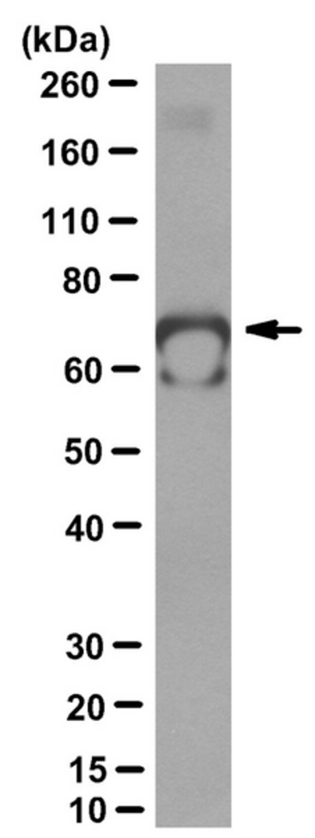 MilliporeSigma BRAP, Mouse, Unlabeled, Clone: 3C18, 100μg; Unlabeled:Antibodies, | Fisher Scientific